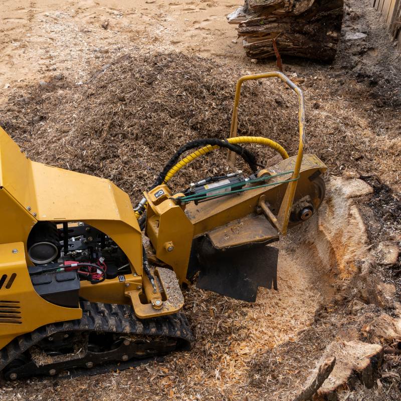 Tree Service Buford, GA | Free Assessments | Tree Surgeon Atlanta, LLC