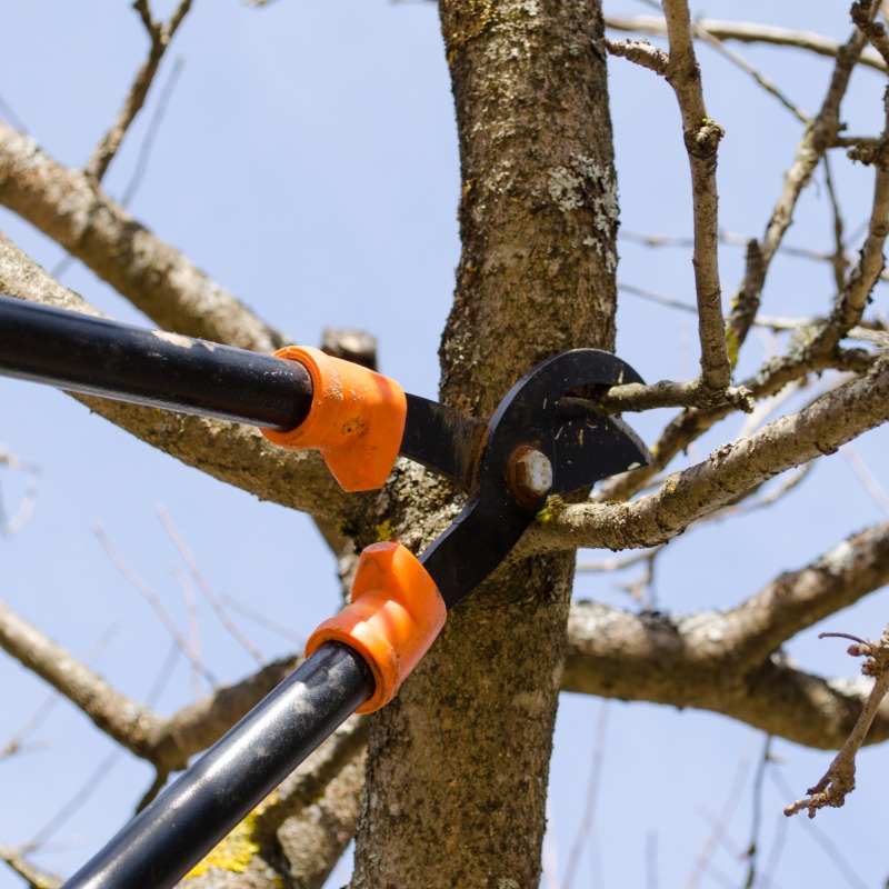 Tree Service Buford, GA | Free Assessments | Tree Surgeon Atlanta, LLC